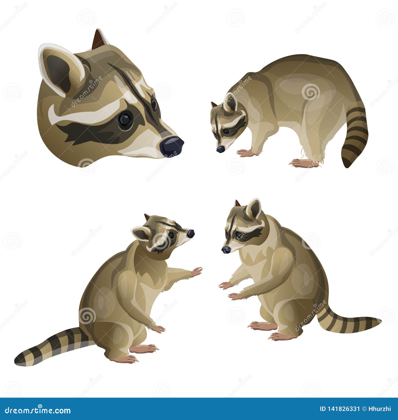 Set of vector raccoons stock vector. Illustration of poses - 141826331