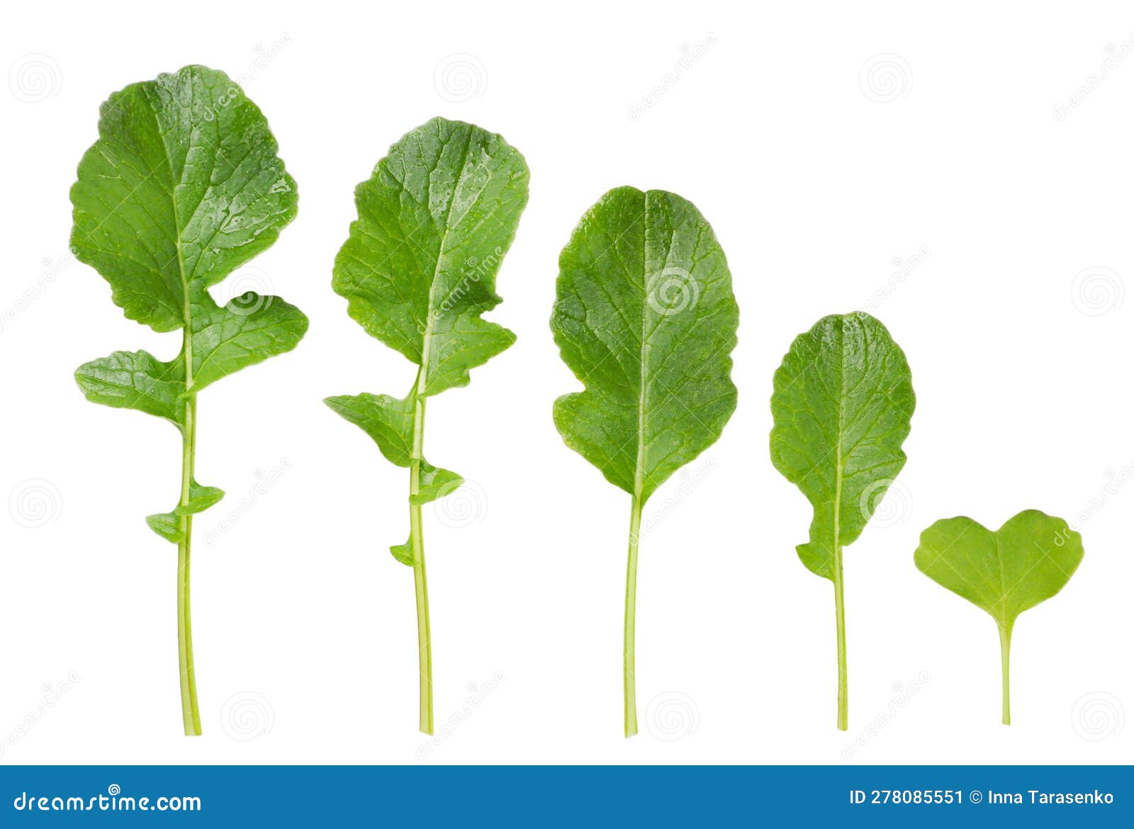 Set of Radish Leaves on a White Background. Isolated Stock Image ...