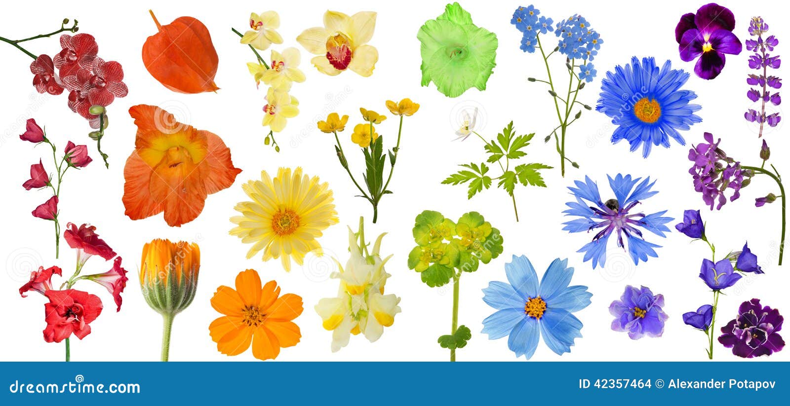 Set of Rainbow Color Flowers Isolated on White Stock Photo - Image of ...
