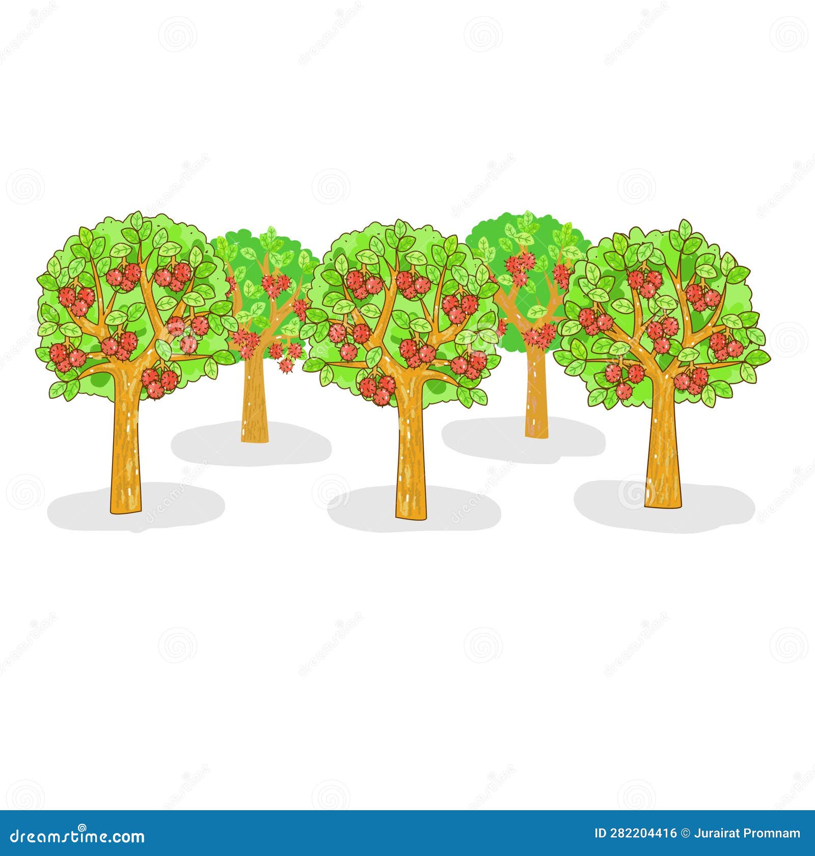 Rambutan Tree Drawing