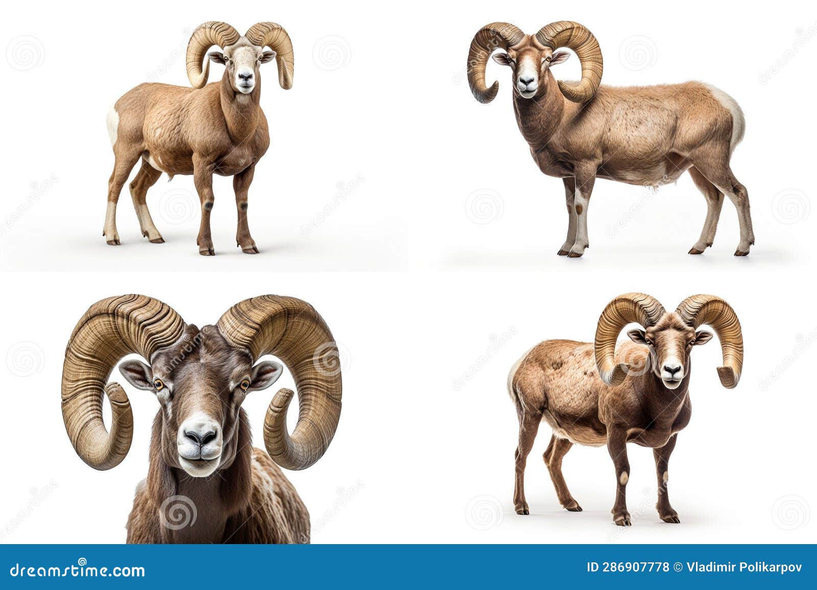 Set of Rams Isolated on White Background Stock Illustration ...