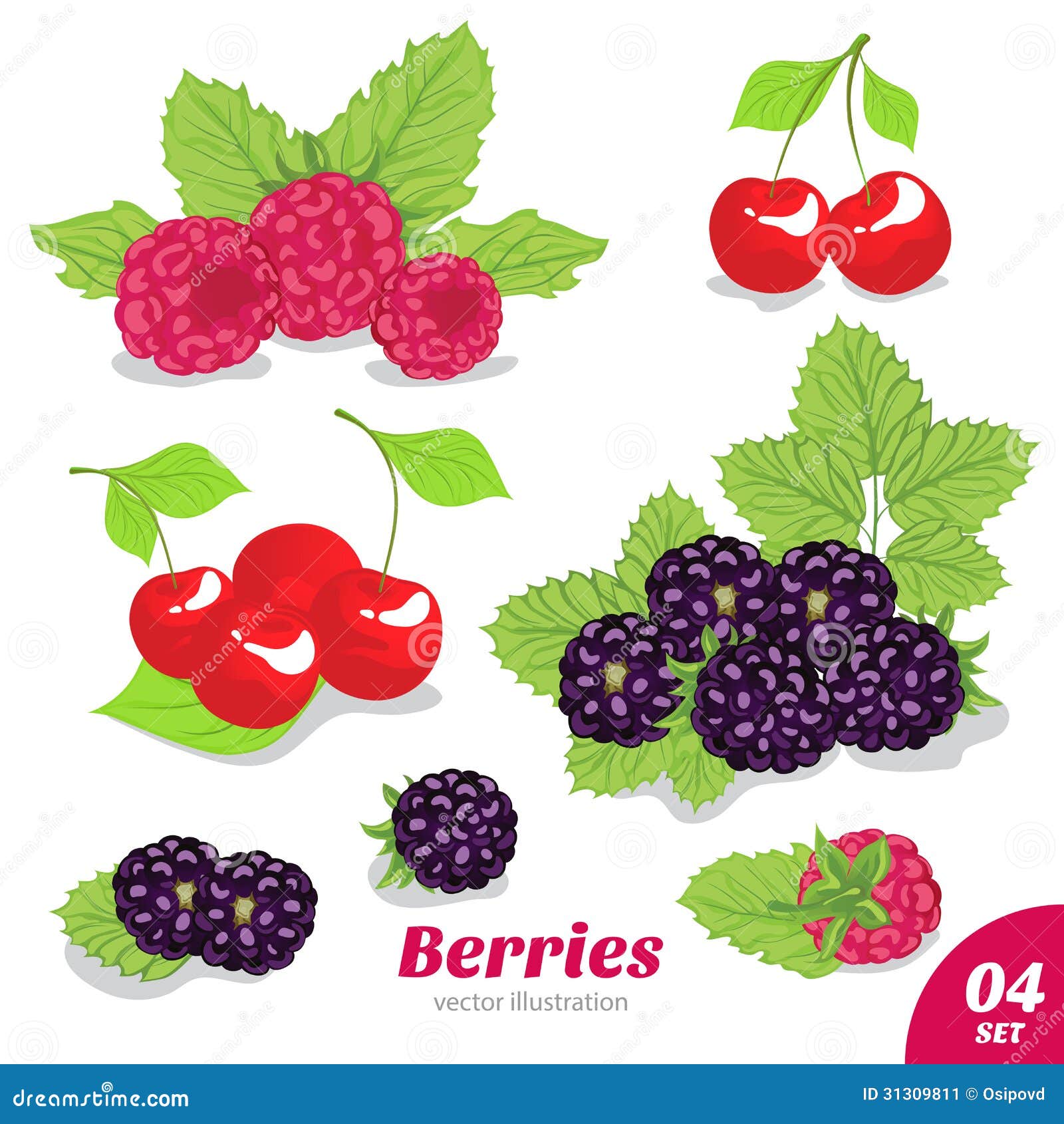 Set of Raspberry, Cherry and Blackberry Stock Vector - Illustration of ...