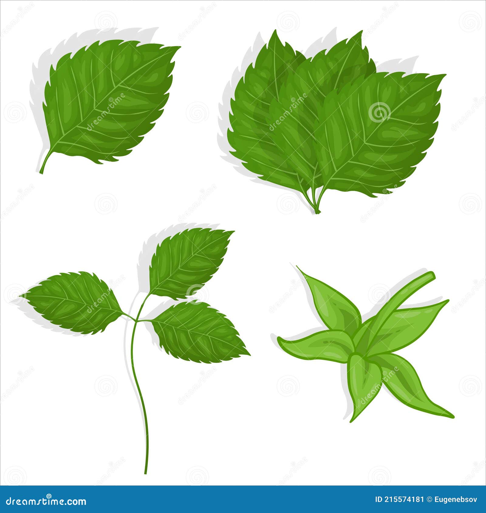 Set of Raspberry Green Leaves Illustration for Web Isolated on White ...