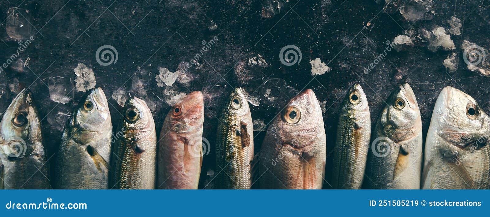 Set of Raw Fish on Cold Surface Stock Image - Image of nutrition, light ...