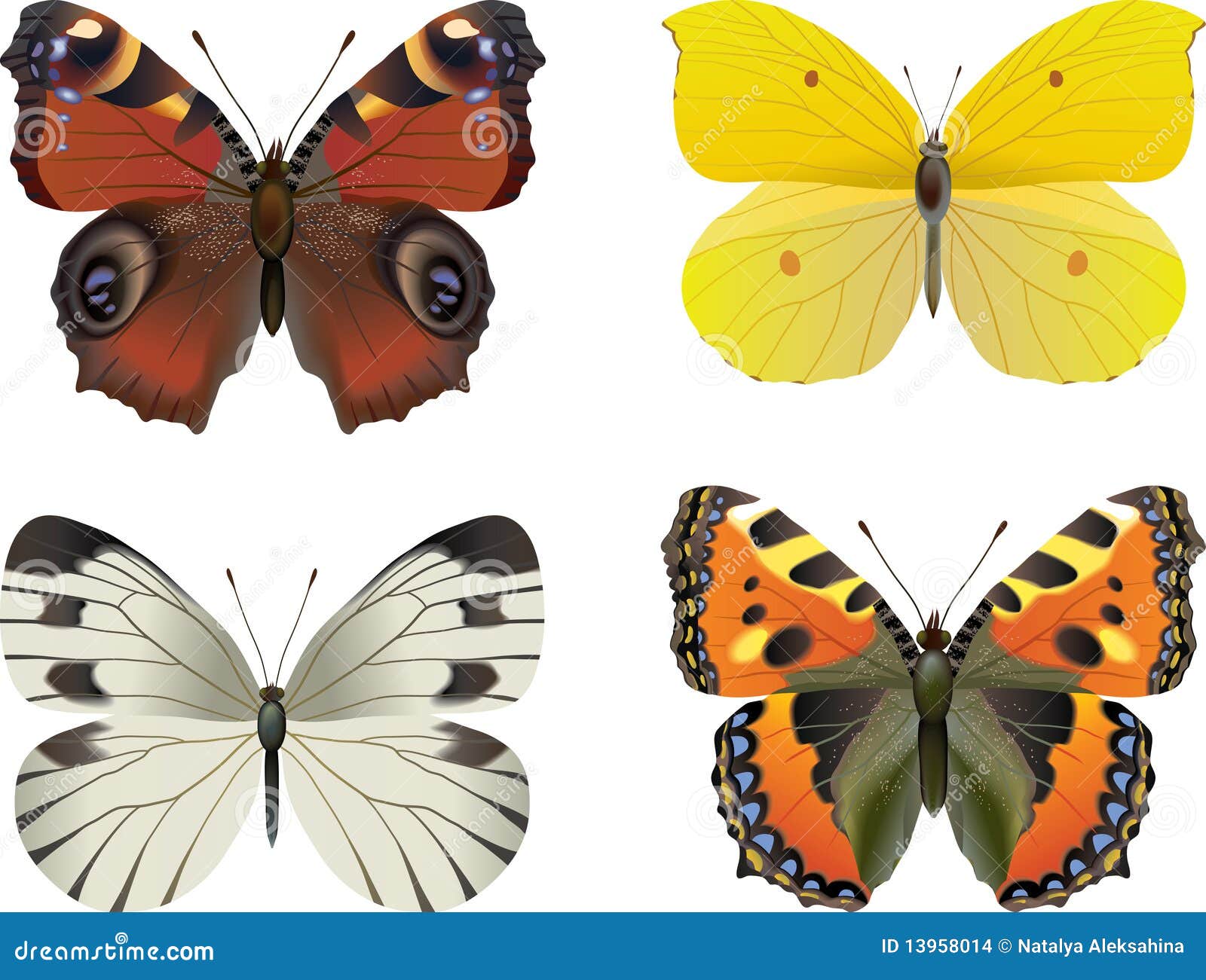 Realistic Butterfly Collection Cartoon Vector | CartoonDealer.com #52103881