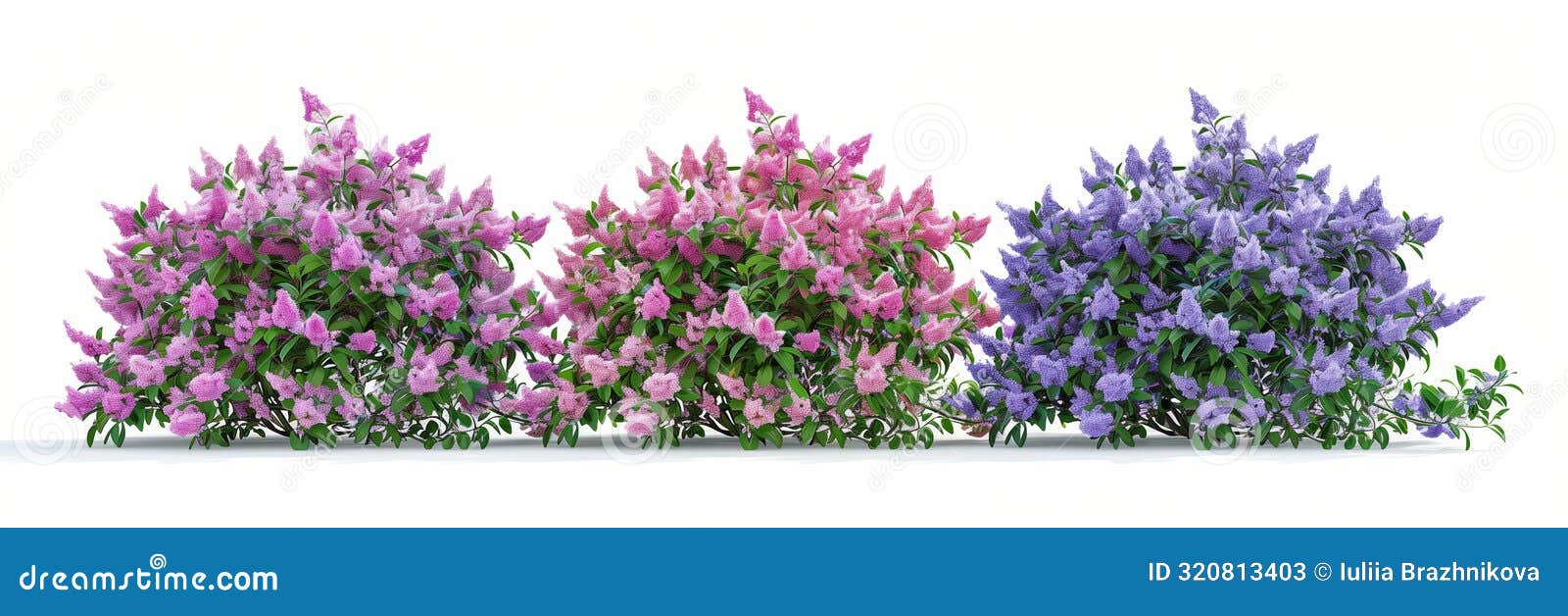 A Set Of Realistic 3D Renderings Featuring Three Lilac Bushes In ...