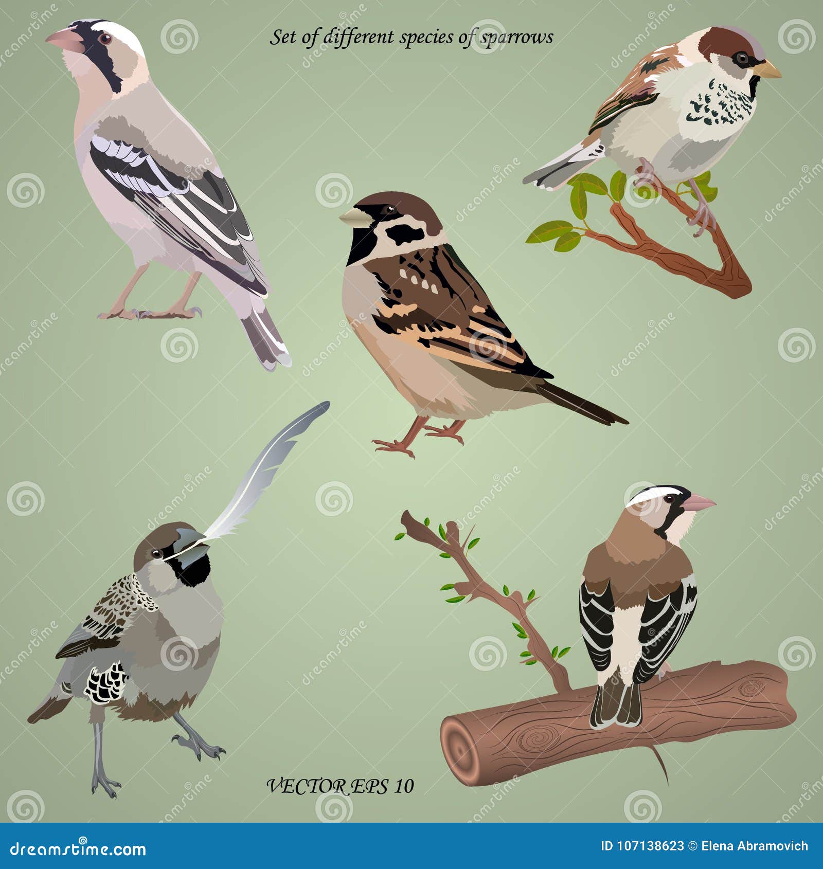 Set of Realistic Different Species of Sparrows on Branches Stock Vector ...