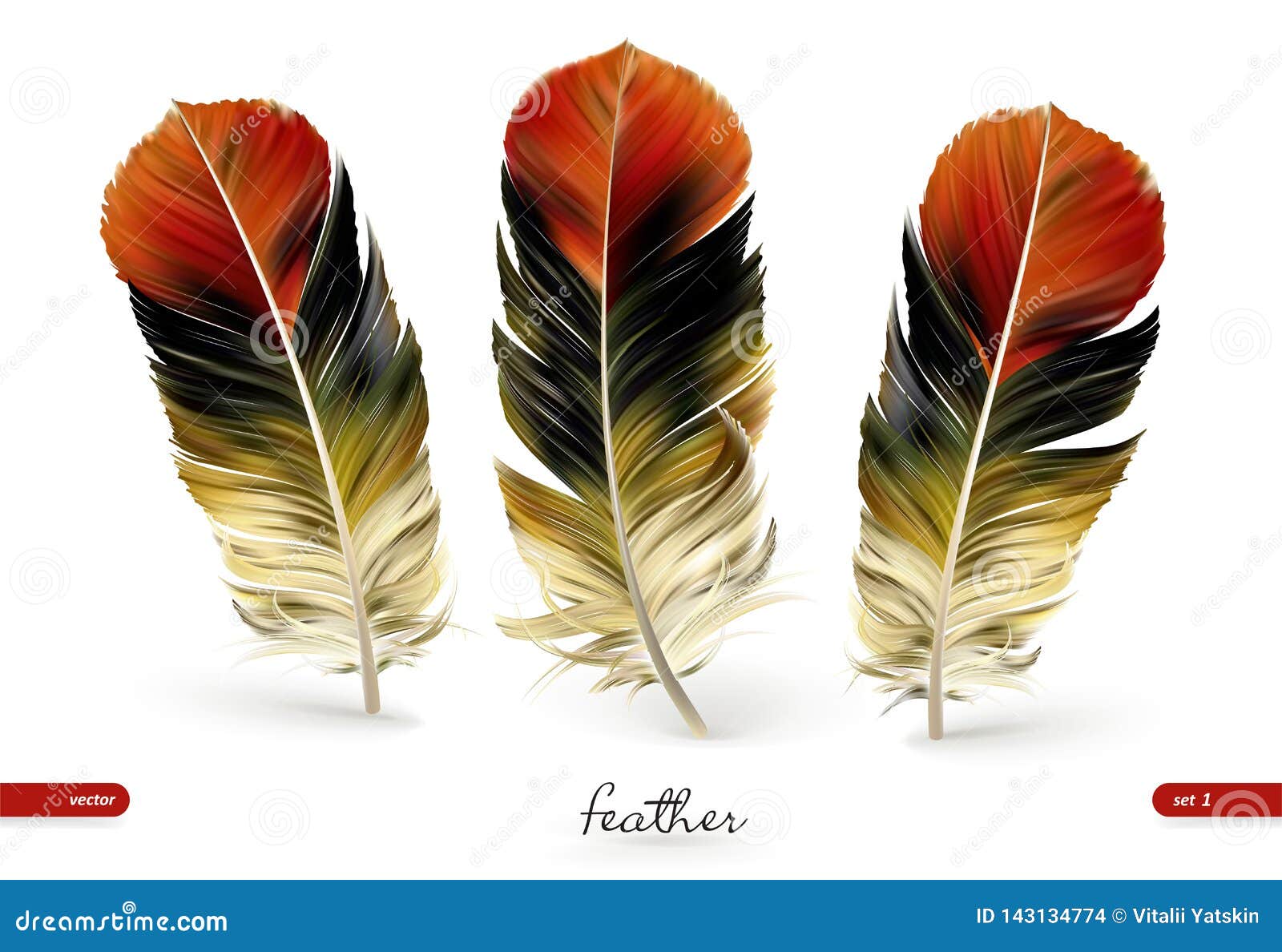 Set of Realistic Feathers - Illustration. Isolated on White Background ...