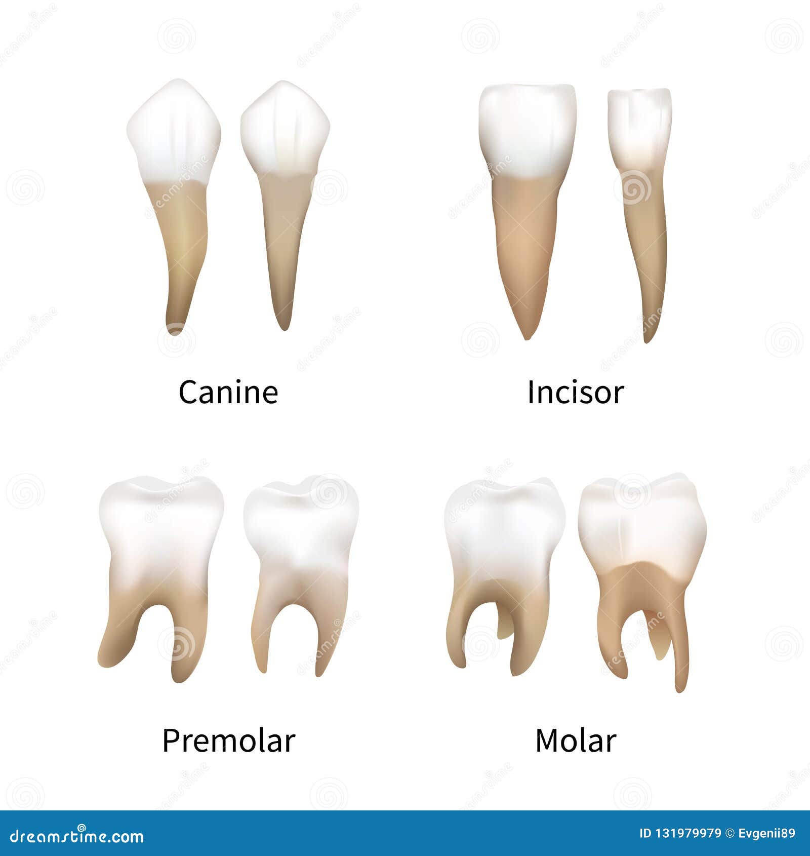 Human Teeth Types Stock Illustrations – 87 Human Teeth Types Stock ...
