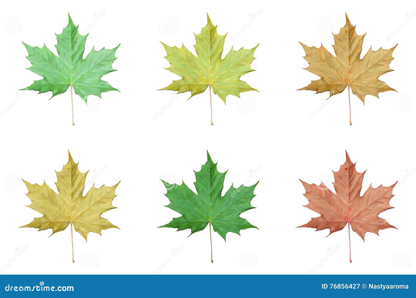 Set of Realistic Maple Leaves Stock Illustration - Illustration of fall ...