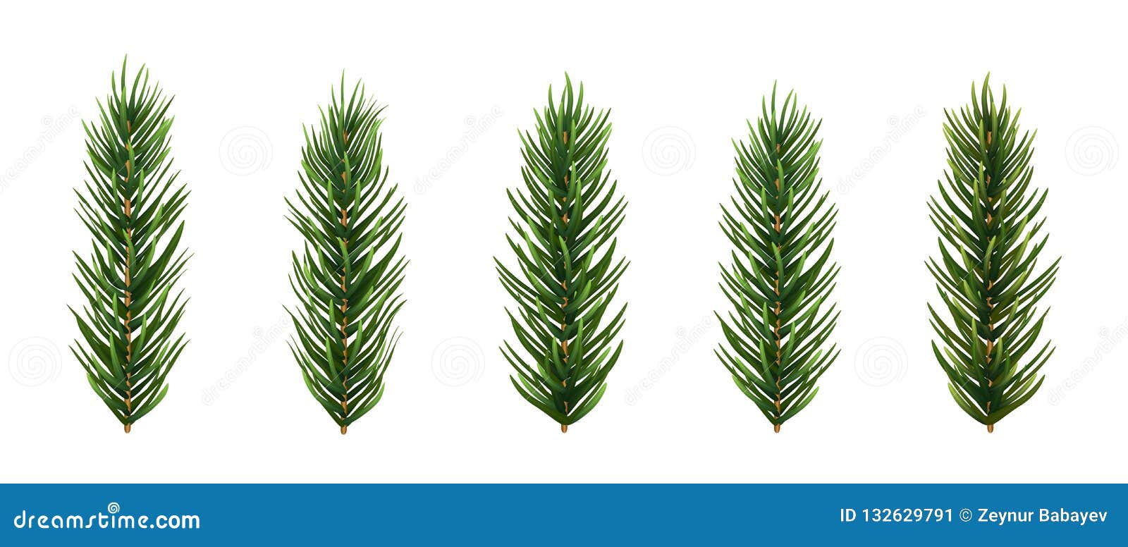 Set of Realistic Spruce or Pine Branch Leaf. Vector Illustration. Stock ...