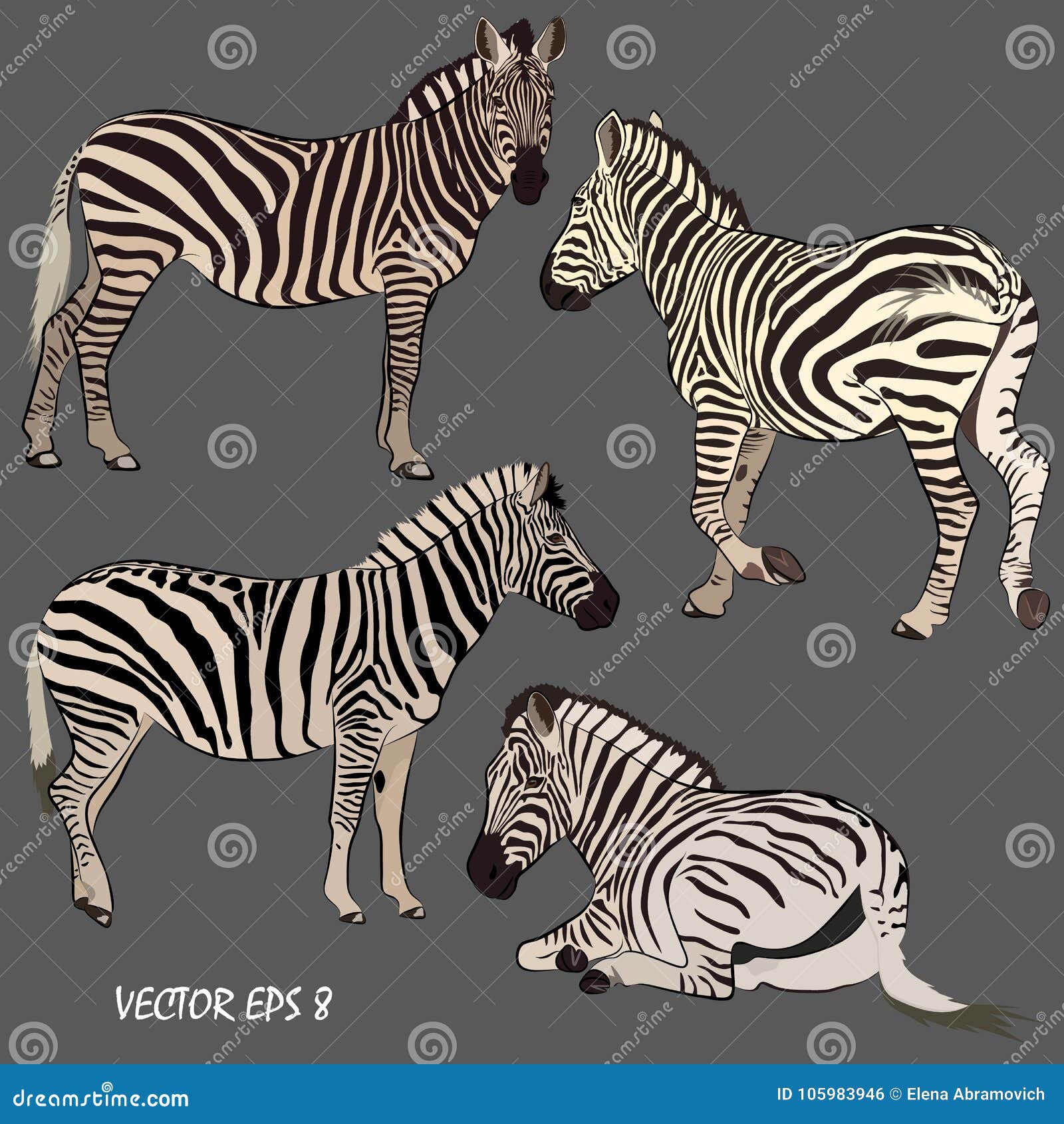 Set of Realistic Zebras in Various Postures Stock Vector - Illustration ...