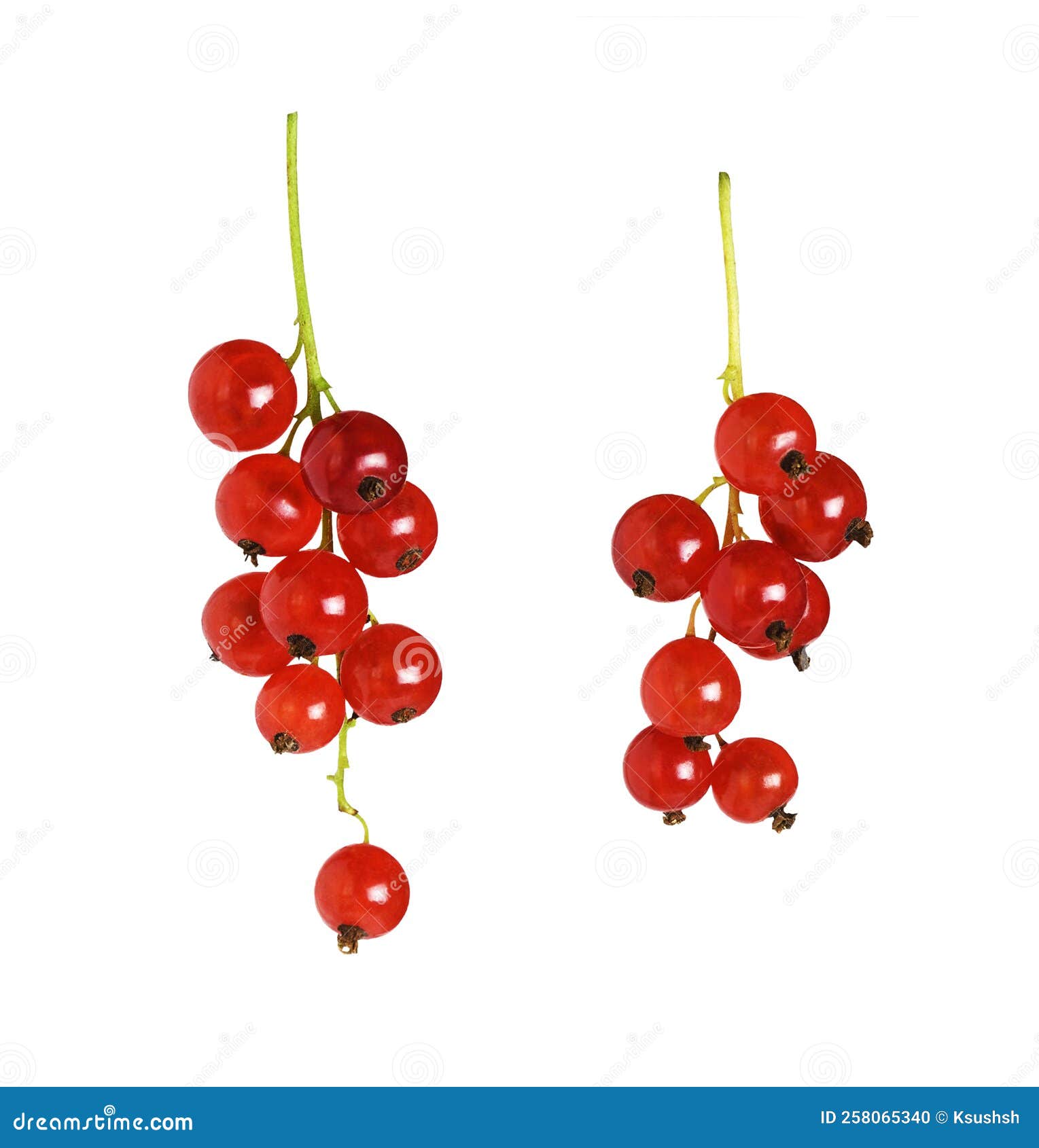 Set of Red Current Berries Isolated Stock Photo - Image of bundle ...