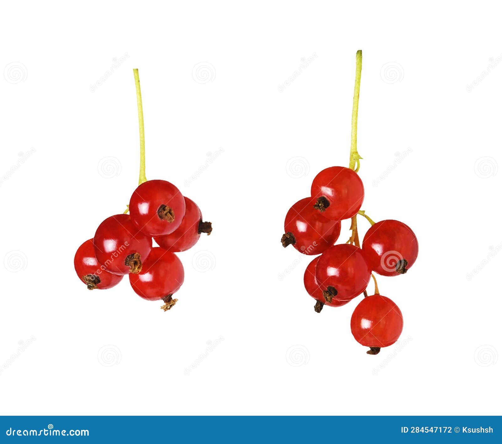 Set of Red Current Berries Isolated on White or Transparent Background ...