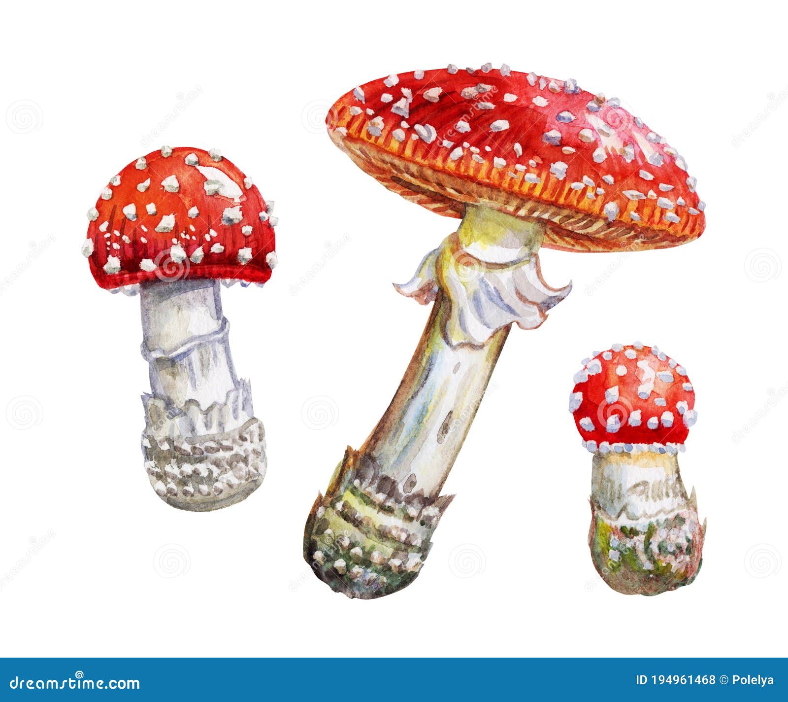 Set of Red Fly Agarics, Watercolor Stock Photo - Image of color ... Set of Red Fly Agarics, Watercolor Stock Photo - Image of color ...
