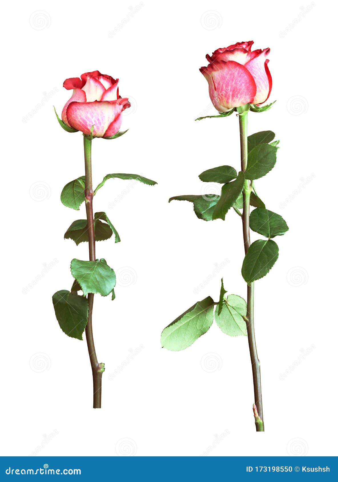 Set of Red Fresh Rose Flowers Stock Photo - Image of fresh, single ...