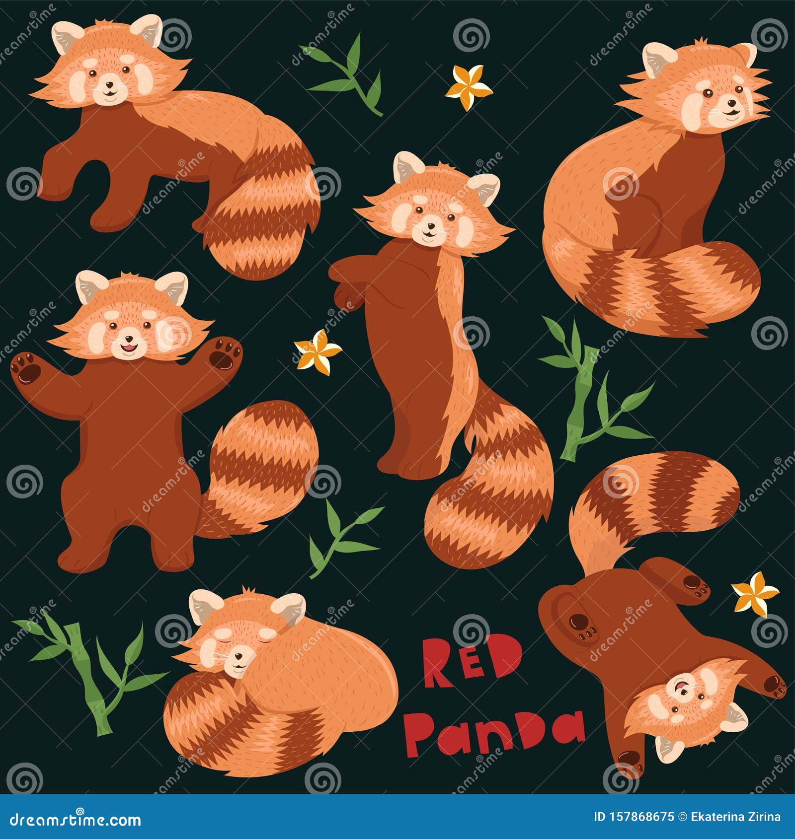 Set of Red Pandas in Different Poses. Vector Graphics Stock ...