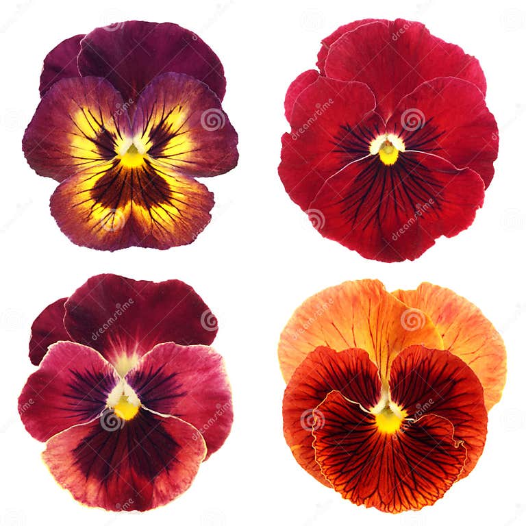 Set of red pansy stock image. Image of fresh, natural - 18456109