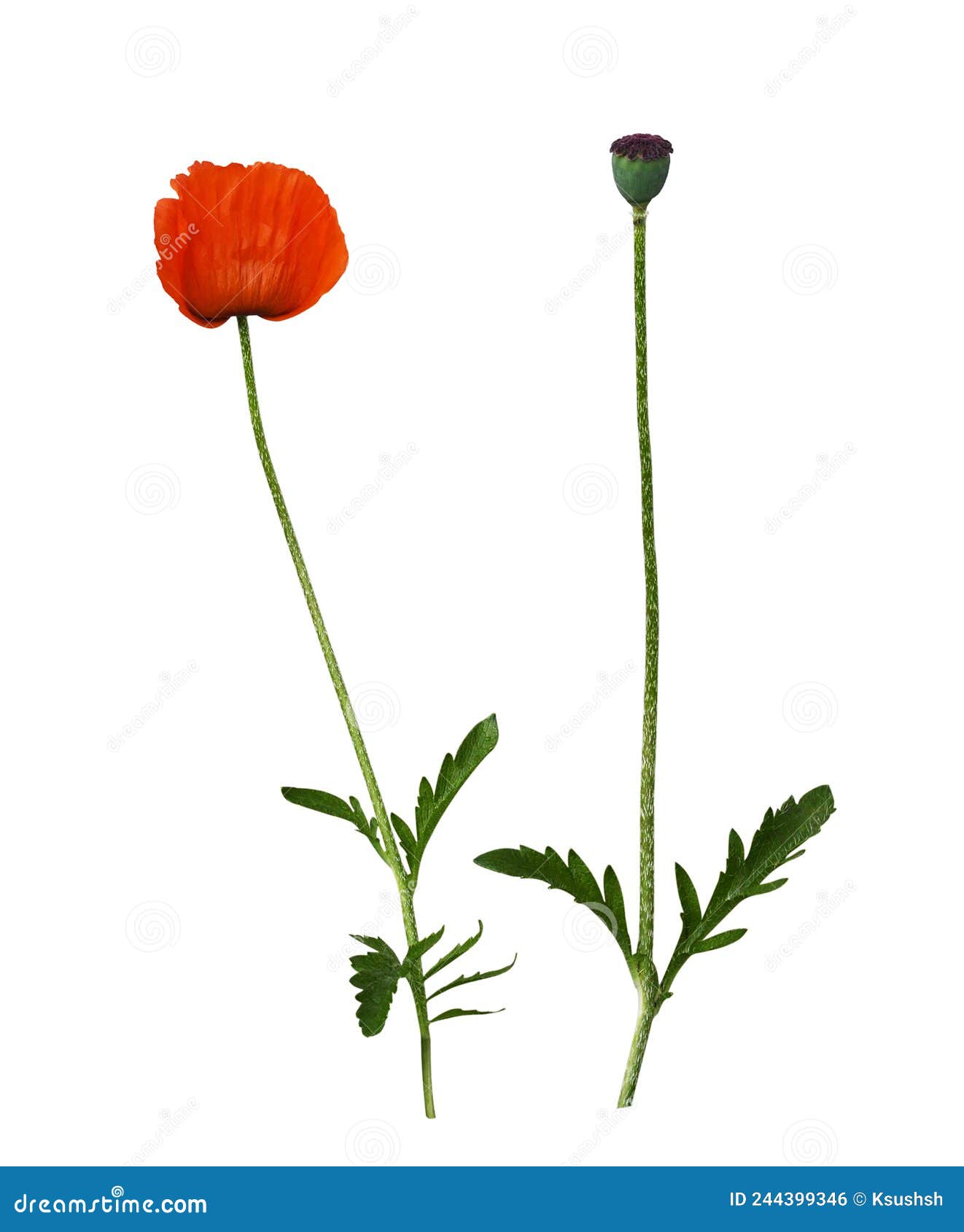 Set of Red Poppy Flower and Seeds Isolated Stock Photo - Image of ...