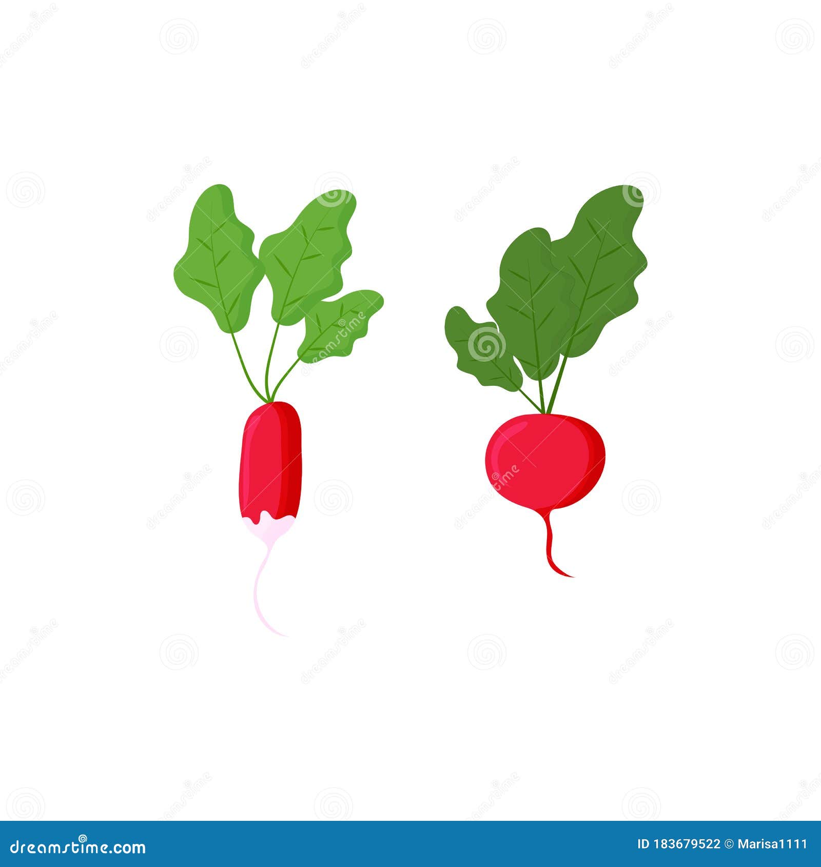 Set of Red Radish of Different Shapes with Leaves, Isolated on White ...