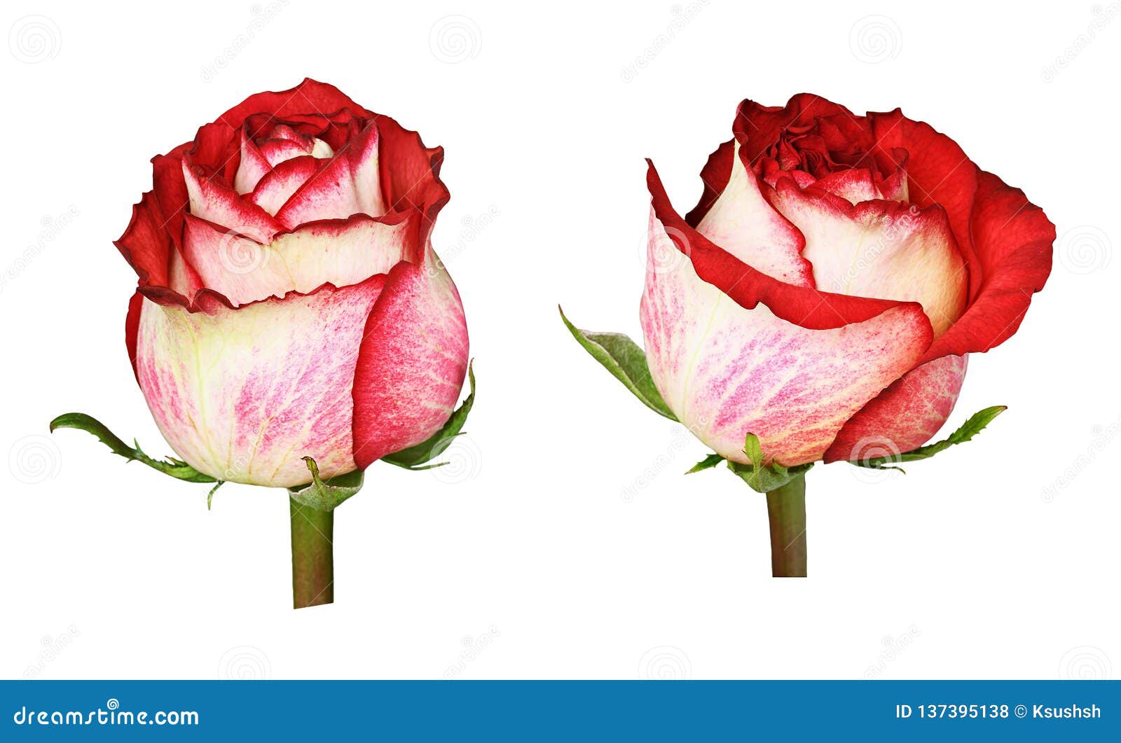 Set of red rose flowers stock photo. Image of plant - 137395138