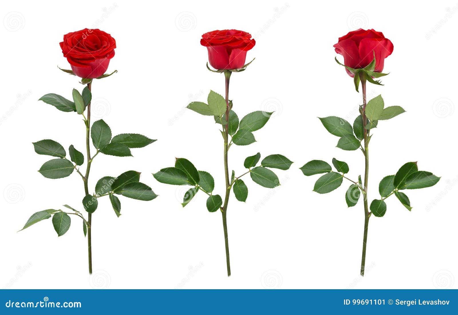 Set with Red Roses. As Design Elements. Stock Image - Image of pack ...