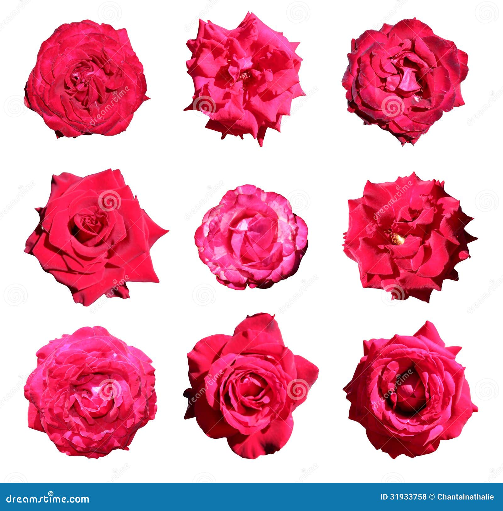Set of 9 red roses stock photo. Image of bloom, gardening - 31933758