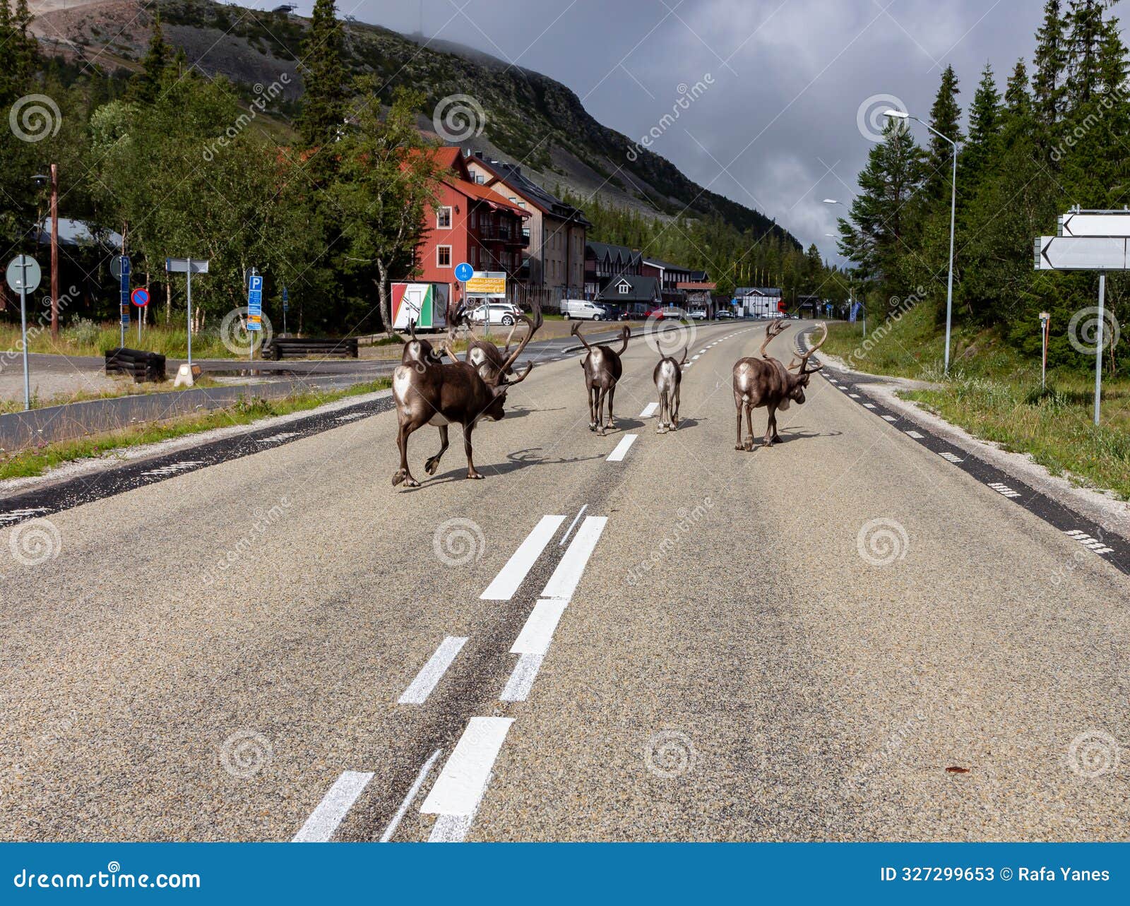 Set of Reindeer Walking Down the Center of a City Road Stock Image ...