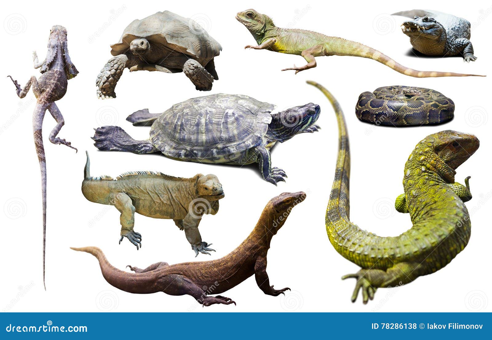 Set of reptiles isolated stock photo. Image of primal - 78286138