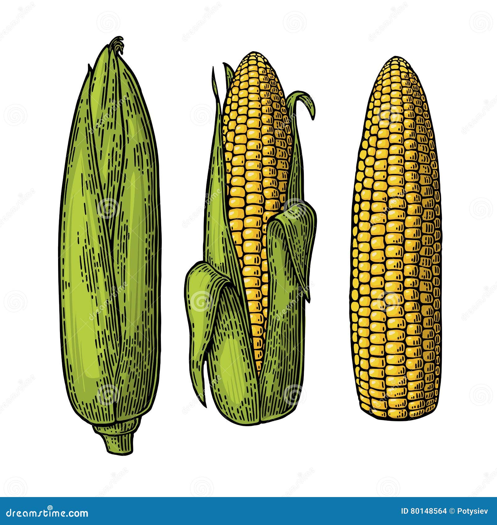 Set Ripe Cob of Corn from the Closed To the Cleaned. Stock Vector ... Set Ripe Cob of Corn from the Closed To the Cleaned. Stock Vector ...