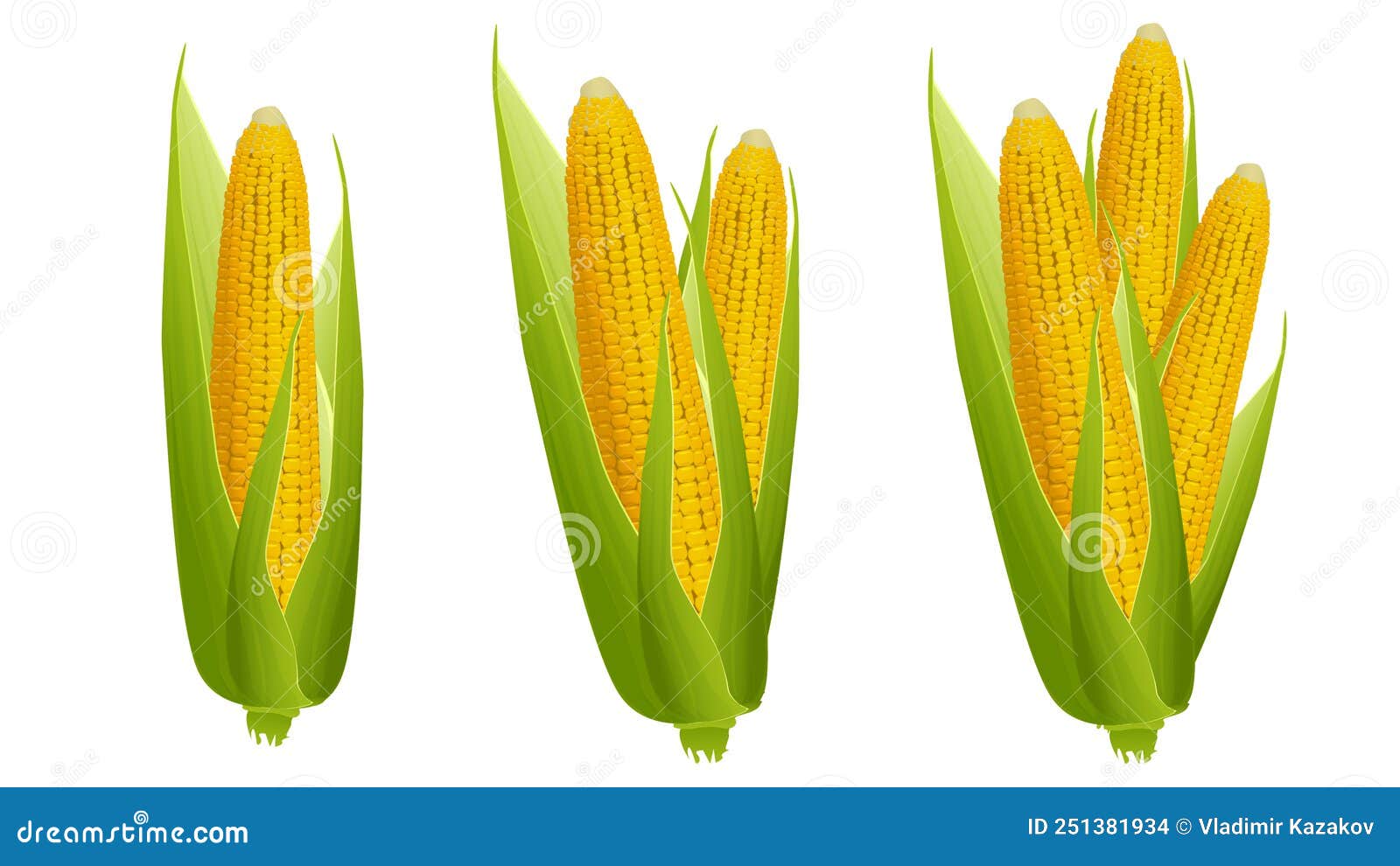 Set of Ripe Corn Cobs with Golden Grains and Green Leaves Isolated on ... Set of Ripe Corn Cobs with Golden Grains and Green Leaves Isolated on ...