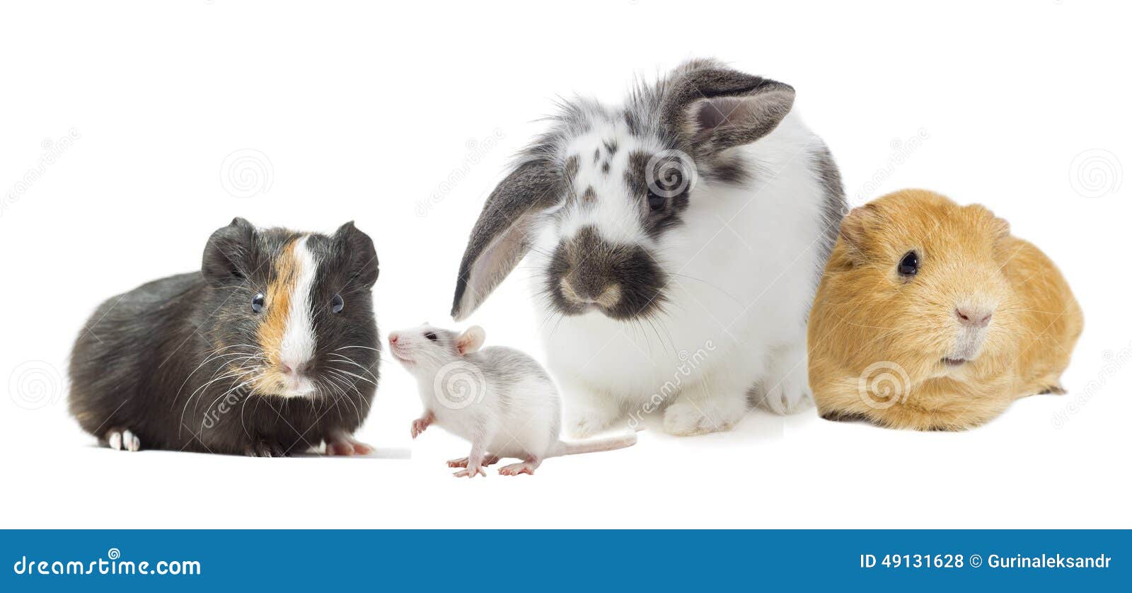 Set of rodents stock photo. Image of mammals, mouse, studio - 49131628