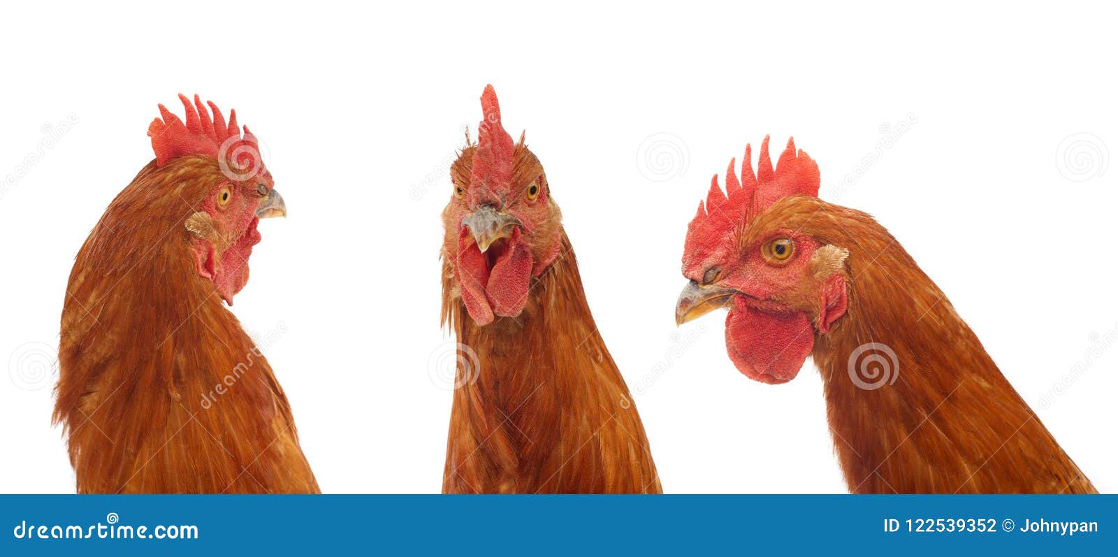 Head of Rooster Chicken Set Stock Photo - Image of chick, close: 122539352