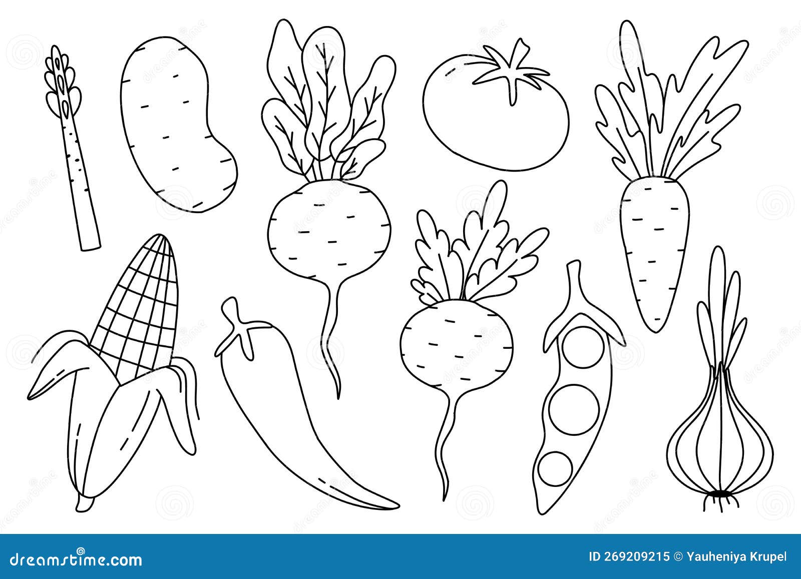 Set of Root Crops in Doodle Style. Collection of Vegetables in a Linear ...