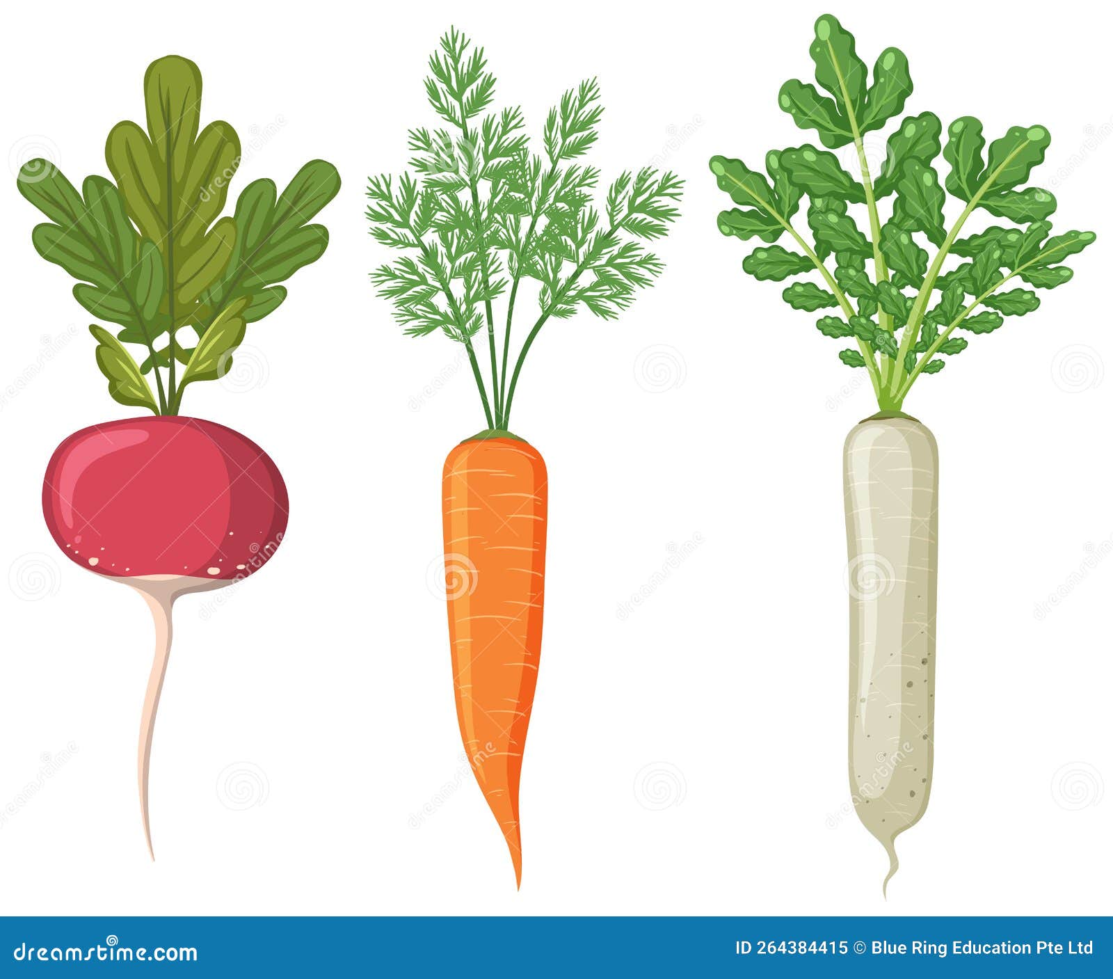 Set of root vegetables stock vector. Illustration of graphic - 264384415