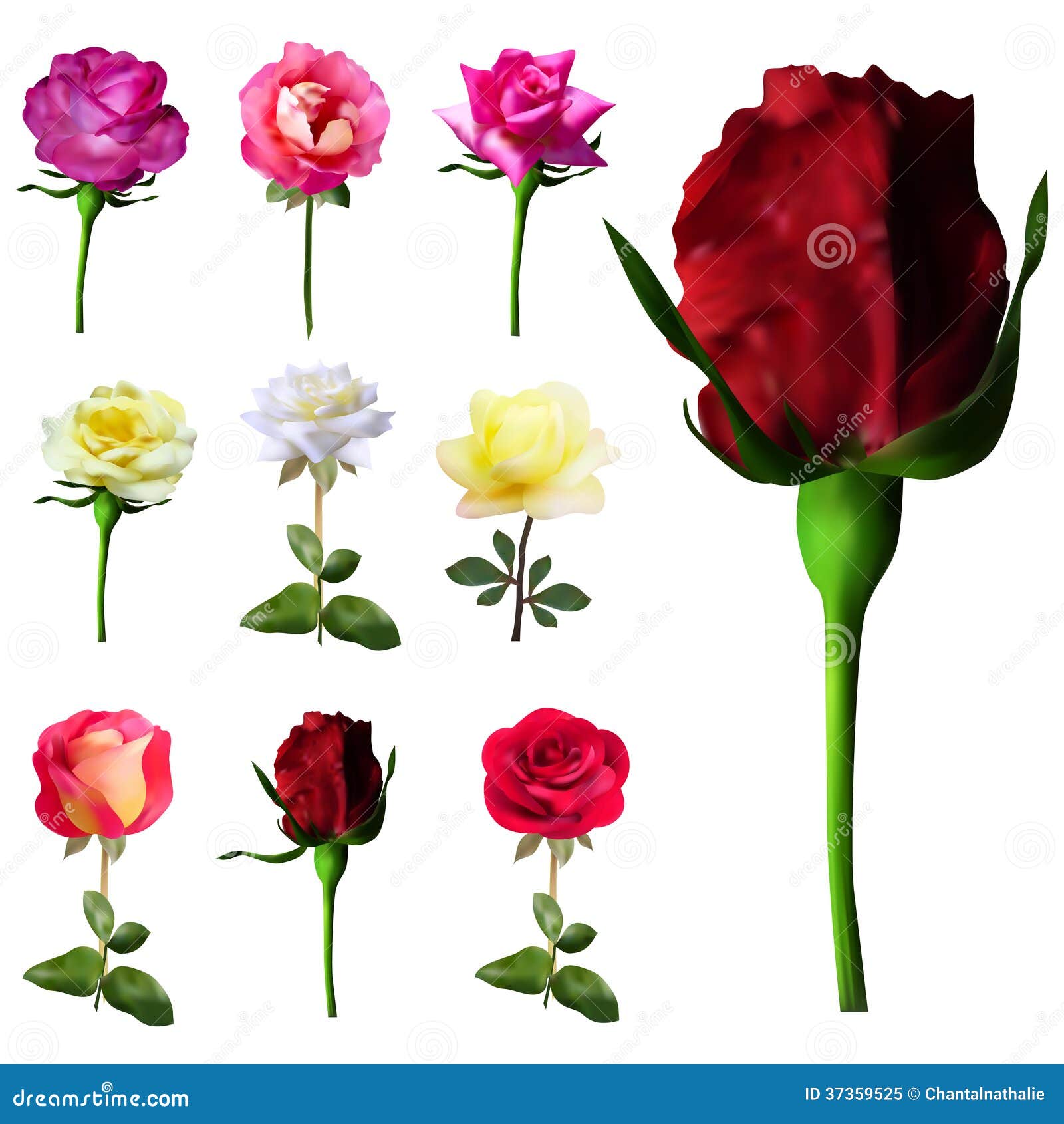 Set of 9 roses stock vector. Illustration of love, deco - 37359525