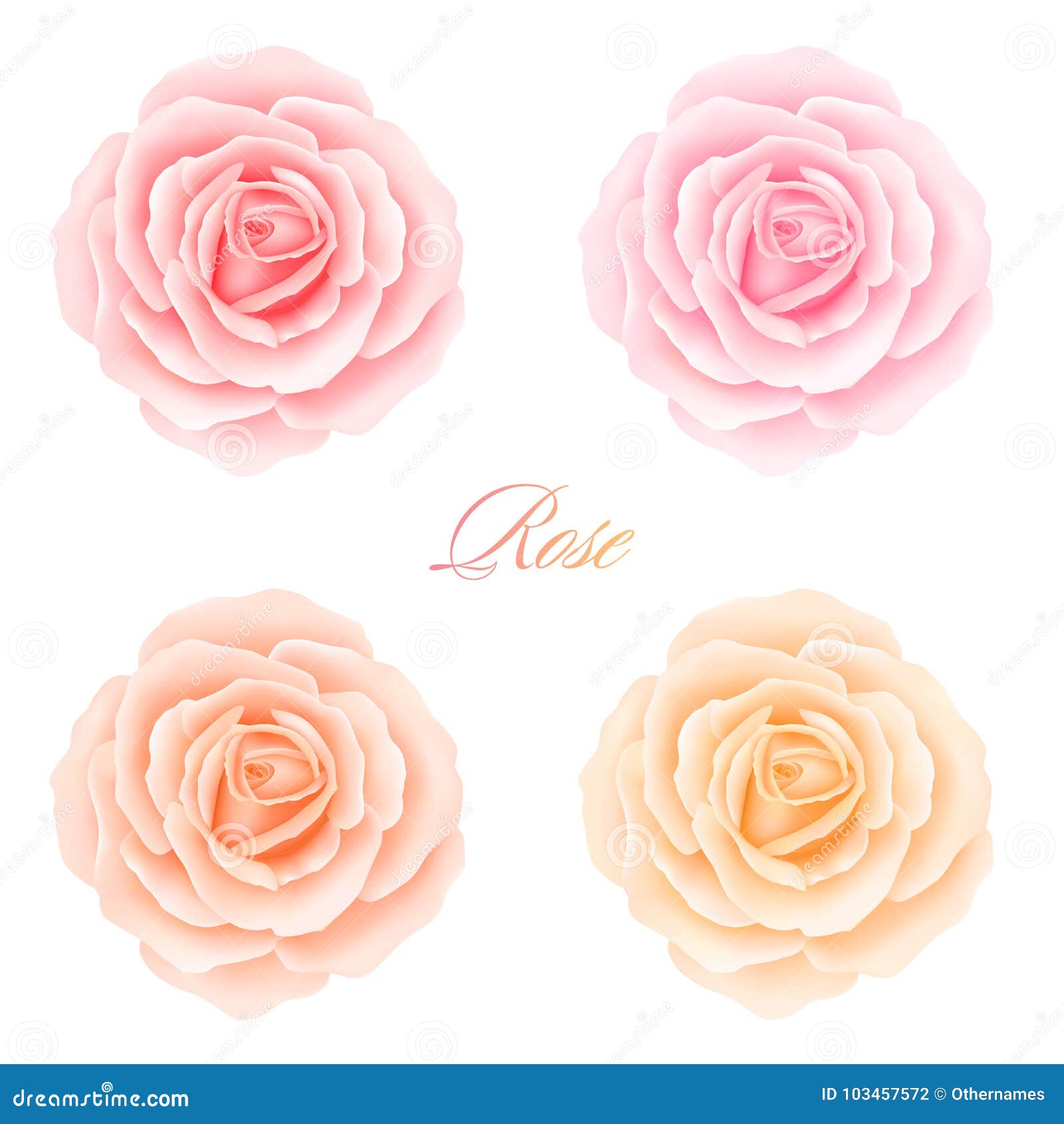 Set of Roses Flowers. Vector Illustration Stock Vector - Illustration ...