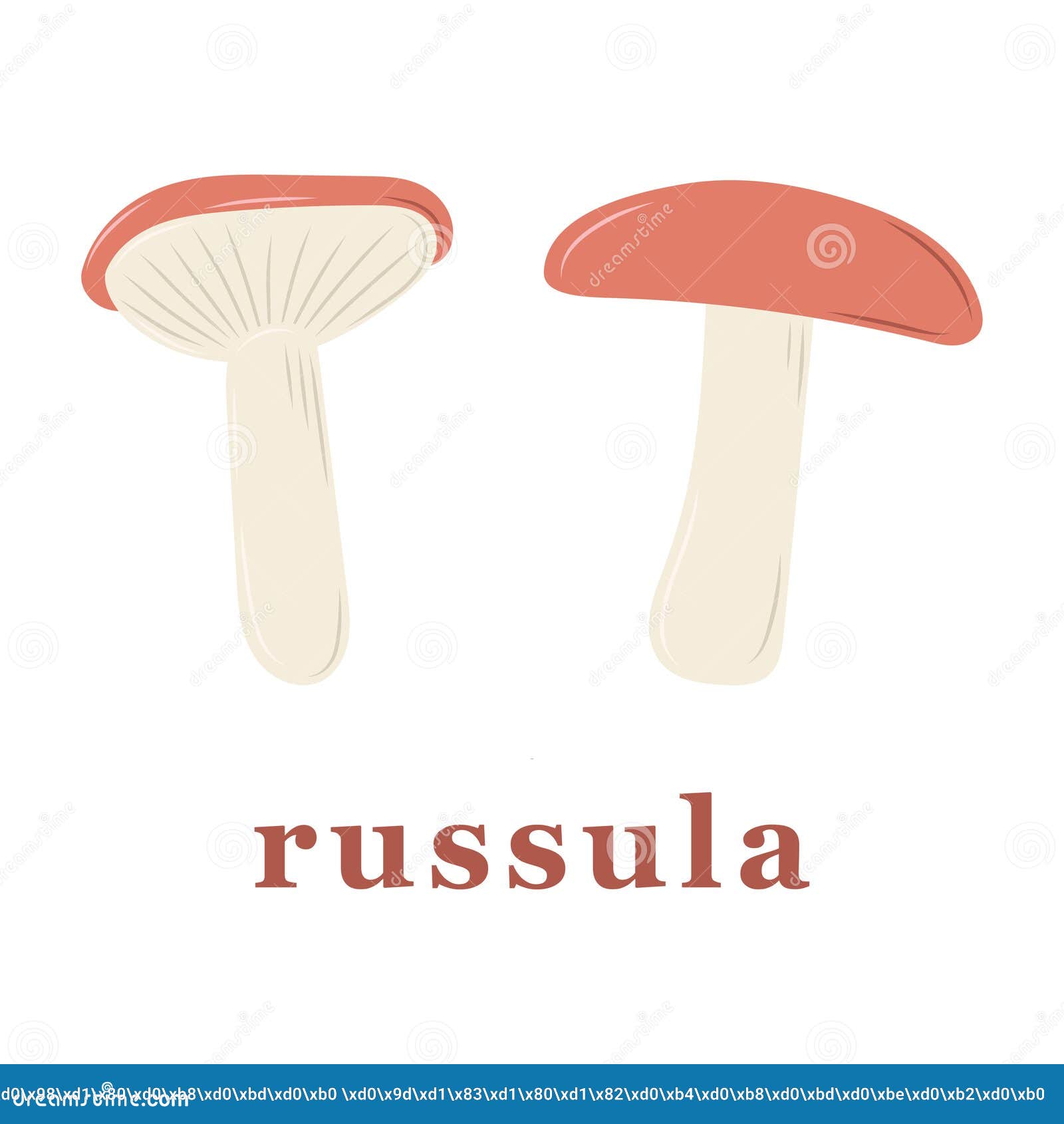 Set of Russula Mushrooms. Edible Mushrooms Stock Illustration ...