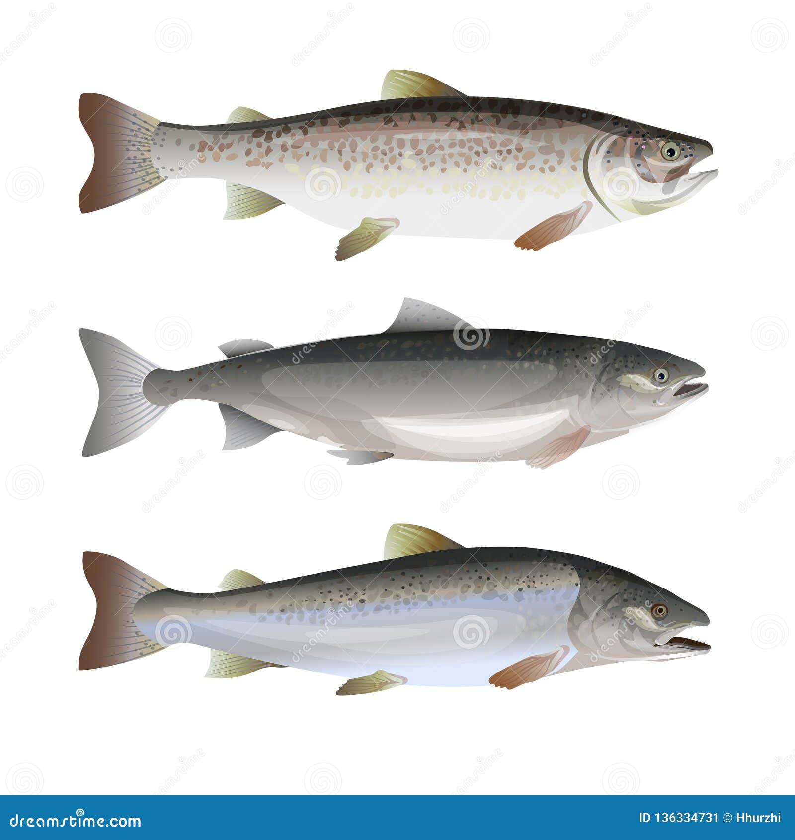 Set of salmon fish stock vector. Illustration of fresh - 136334731