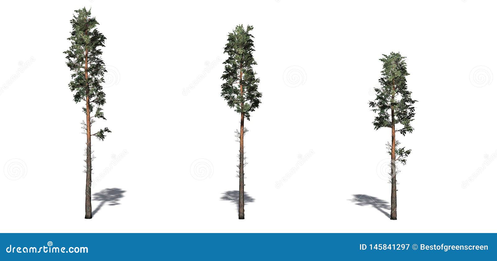 Set of Scots Pine Trees with Shadow on the Floor Stock Illustration ...