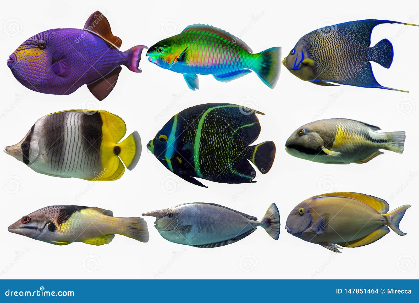 Set of Sea Nr.9- Reef Fish on White Background. Stock Photo - Image of ...
