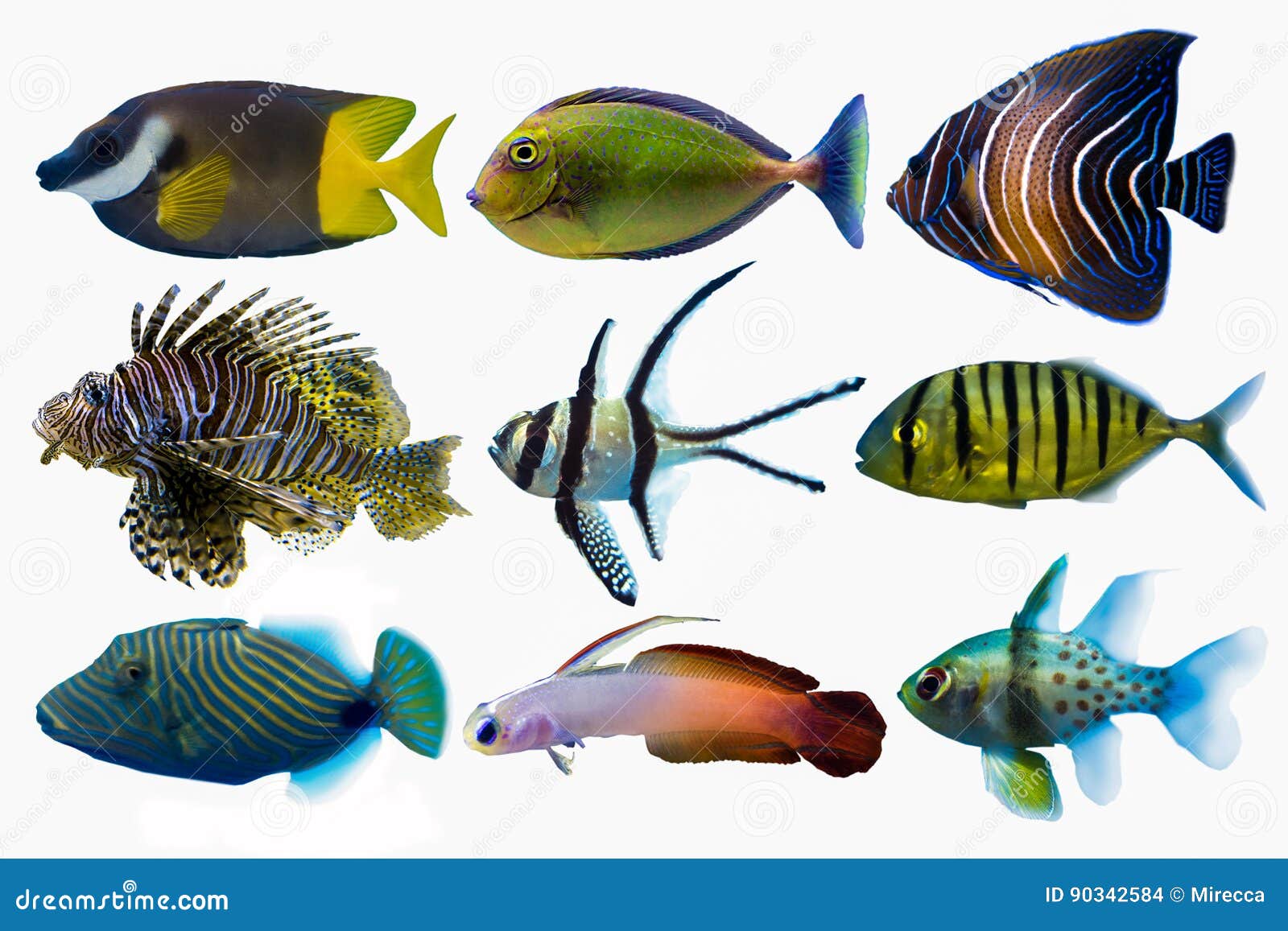 Set of Sea Nr.6- Reef Fish on White Background Stock Photo - Image of ...