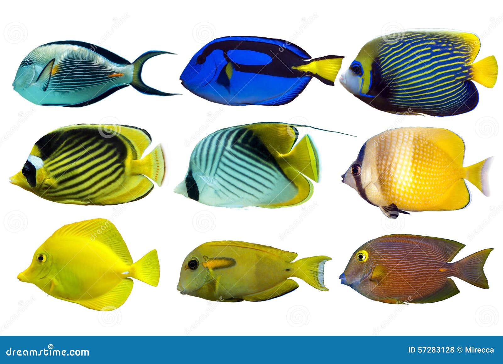 Set of Sea - Reef Fish on White Background Stock Photo - Image of reef ...