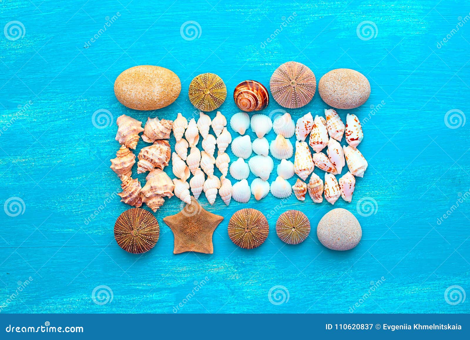 Set Sea Shell Decorative Frame Place for Text. Stock Image - Image of ...