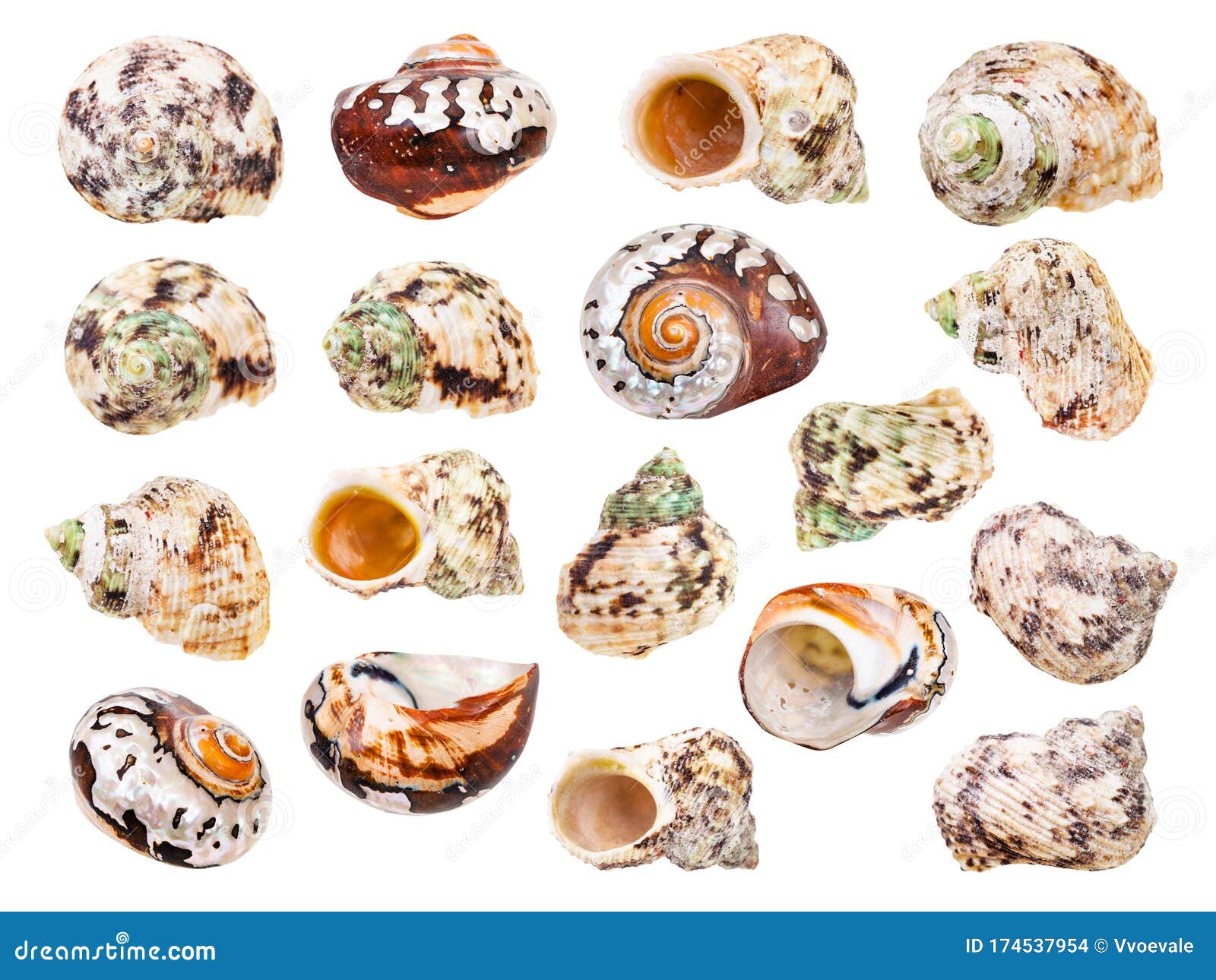 Set of Sea Shell of Molluscs Isolated on White Stock Photo - Image of ...