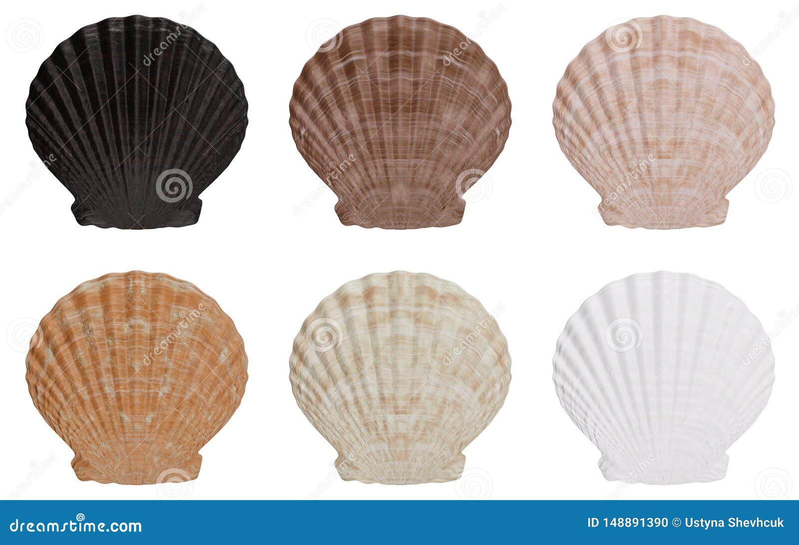 Set of Sea Shell Outer Side Isolated on White Background with Shadow ...
