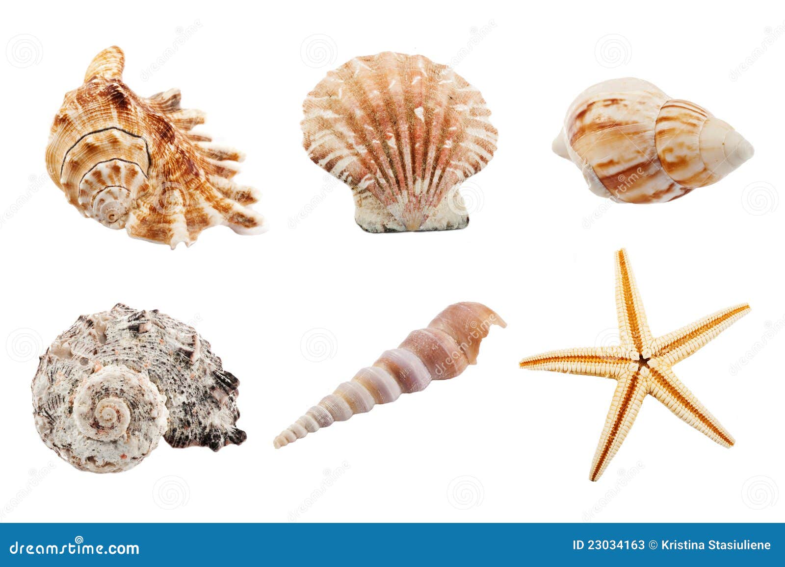 Set of sea shells stock image. Image of seashell, collection - 23034163