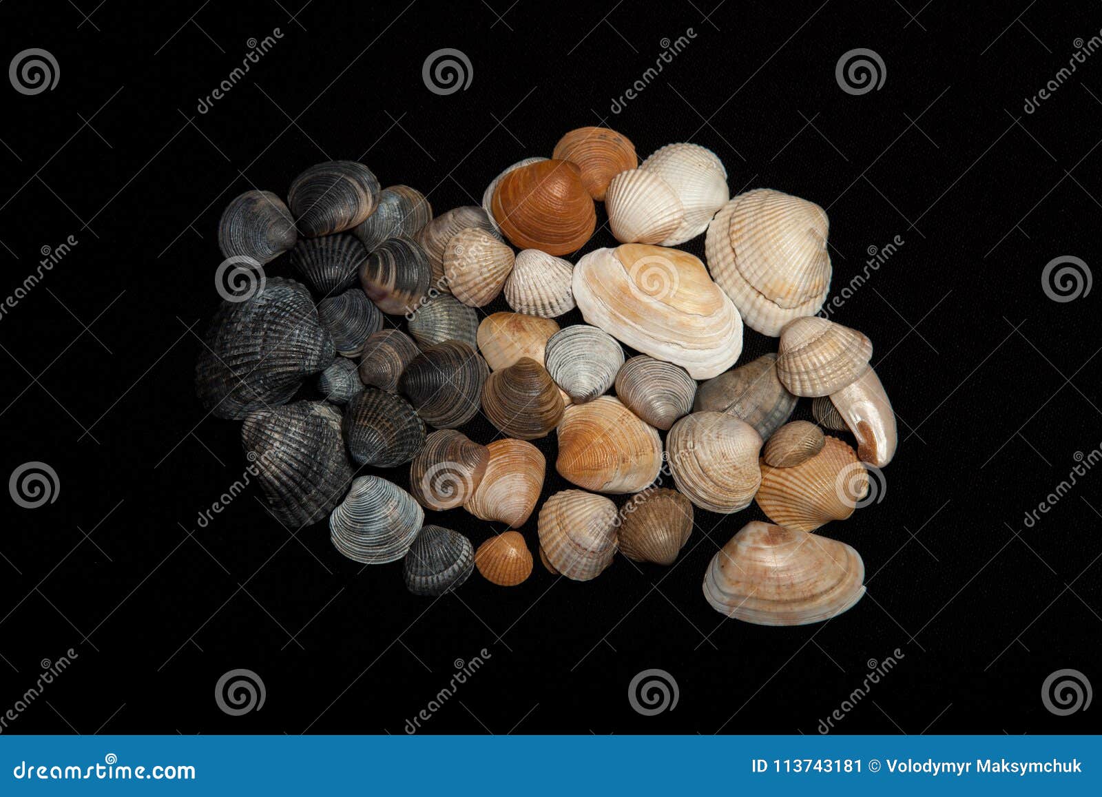 Set of Sea Shells on a Black Background, Place for Text Stock Image ...