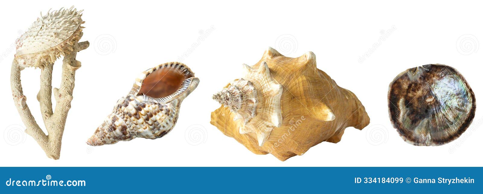 A Set of Sea Shells of Different Interesting Shapes. Isolated on ...
