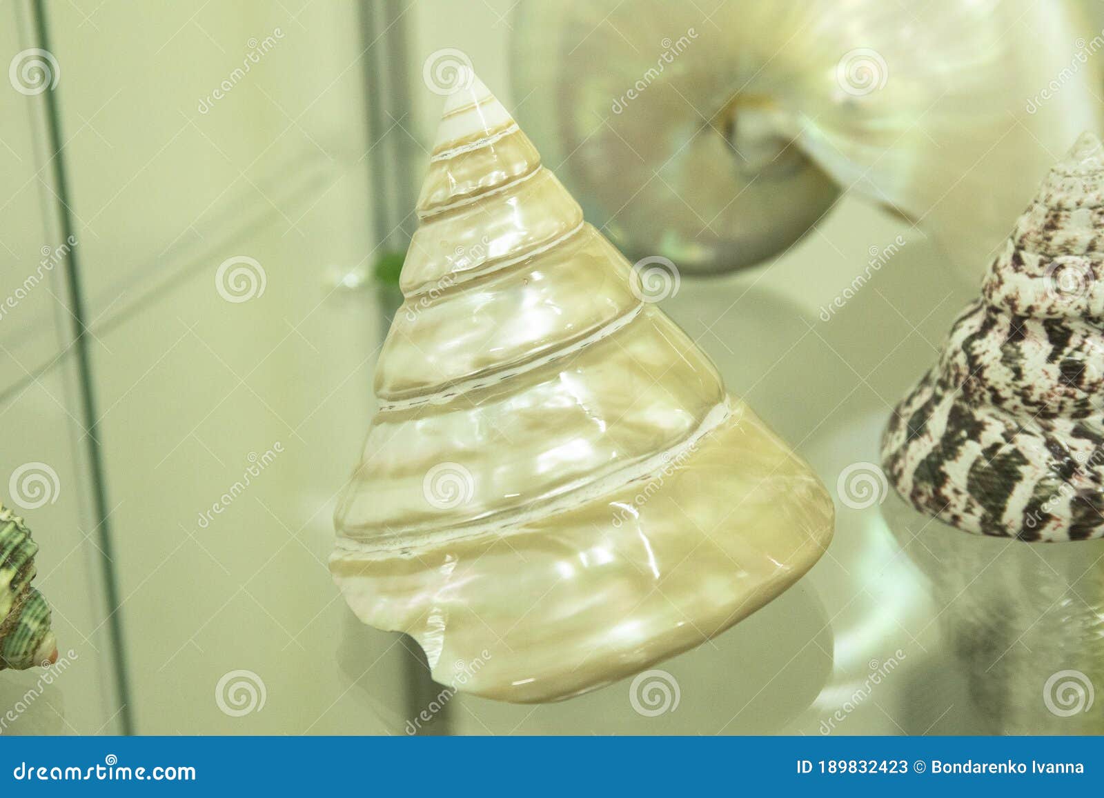 Set of Sea Shells on Glass Surface Stock Image - Image of nature ...